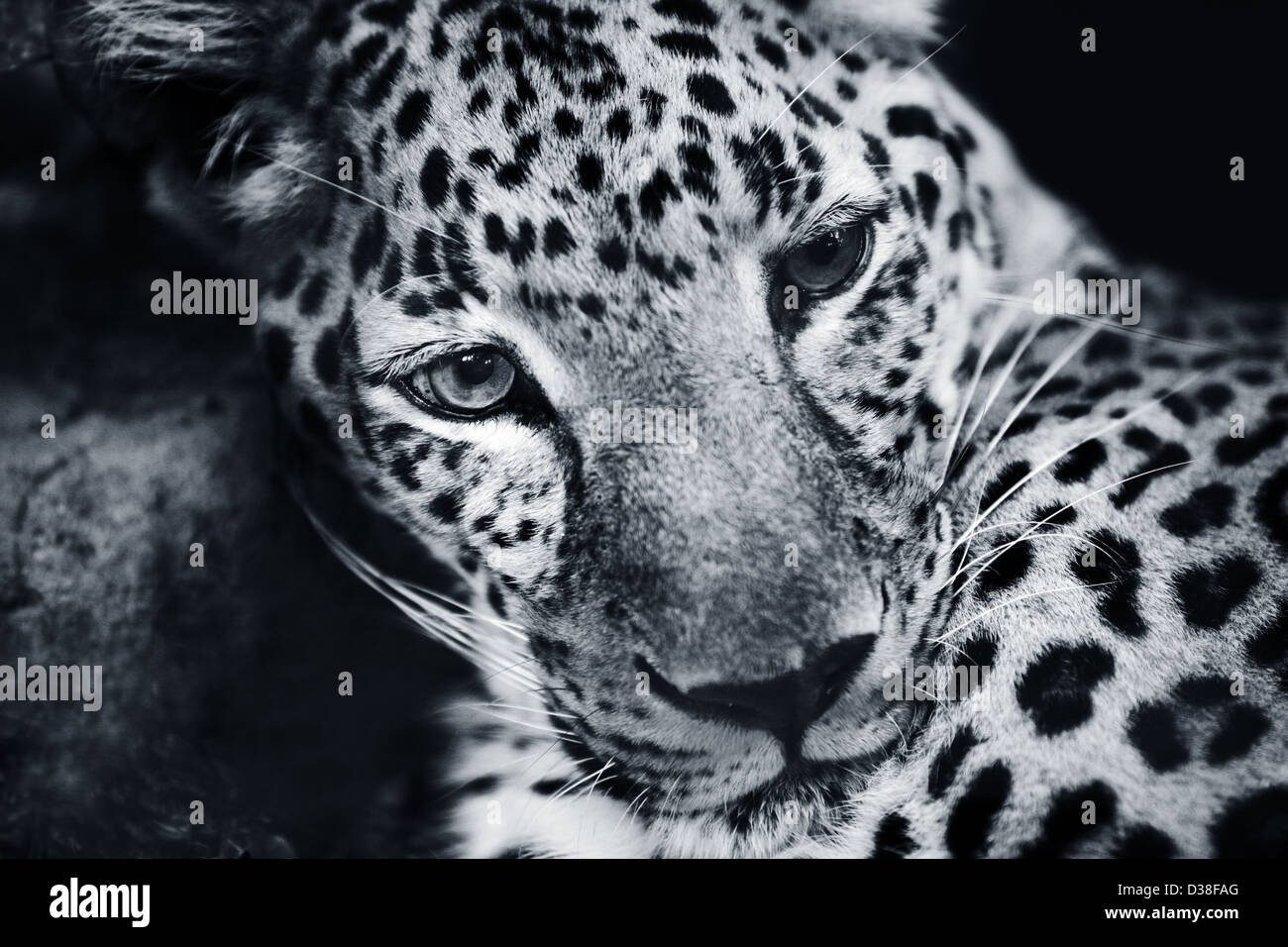 Portrait of a leopard (Panthera pardus). Bali. Indonesia Stock Photo ...