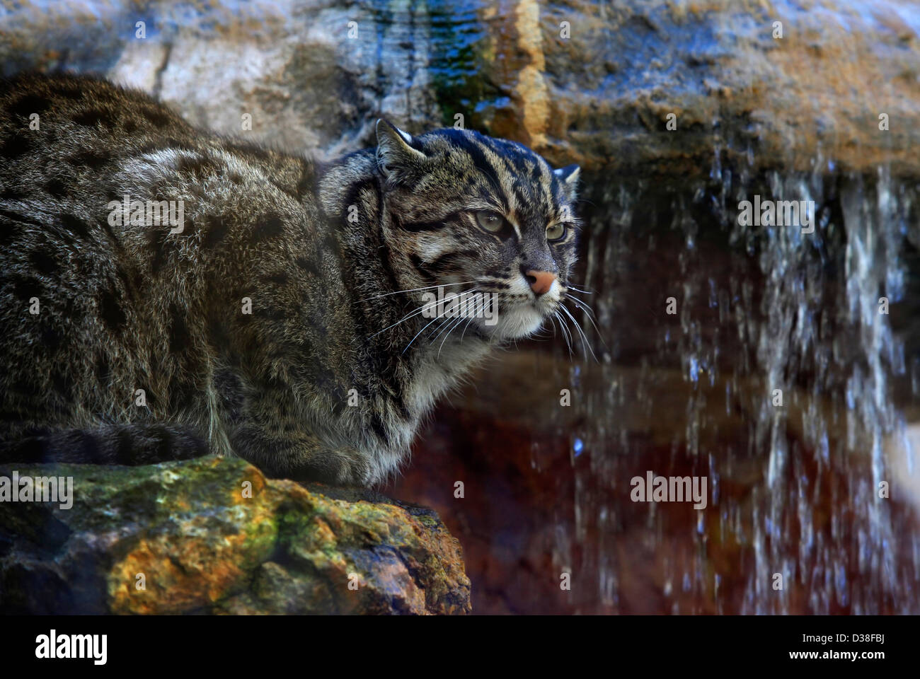 Scottish wildcat growling hi-res stock photography and images - Alamy