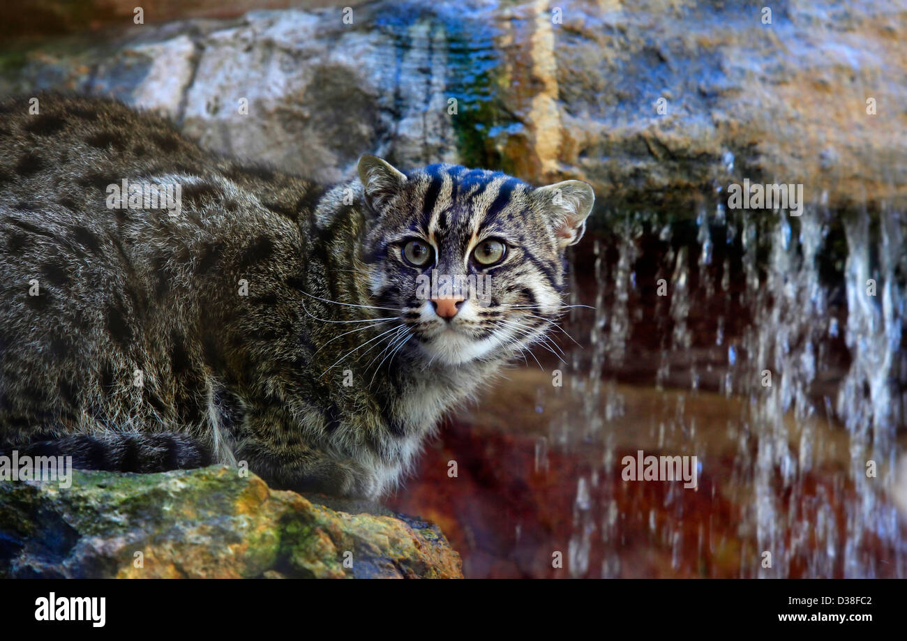Wild cat in a zoo of San Francisco Stock Photo - Alamy