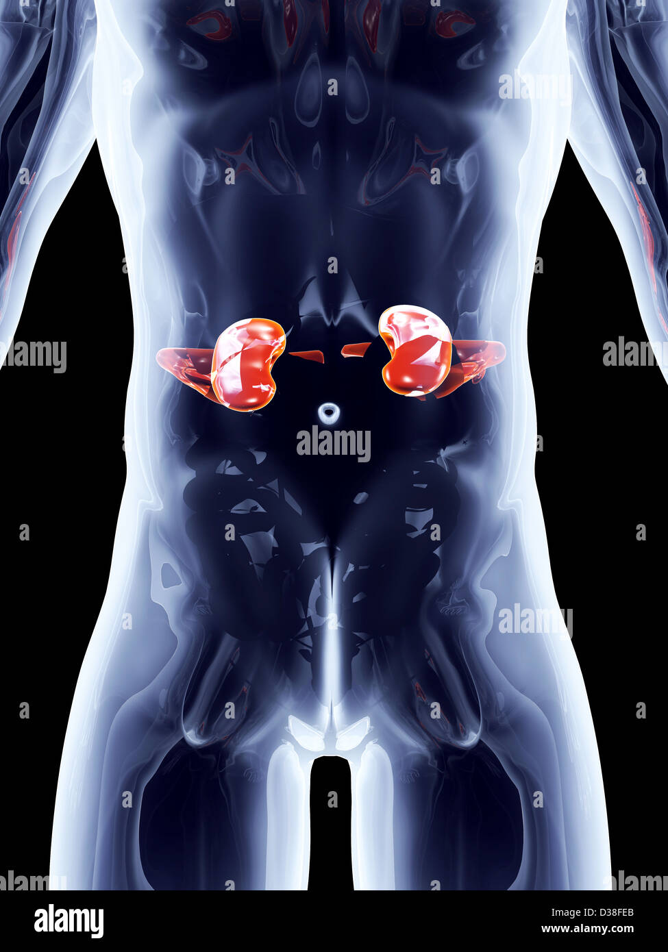 The Kidneys. 3D rendered anatomical illustration Stock Photo - Alamy