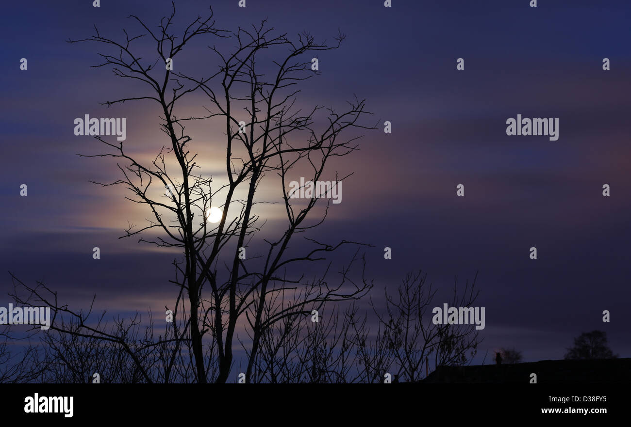 Moonlight through tree branches Stock Photo - Alamy