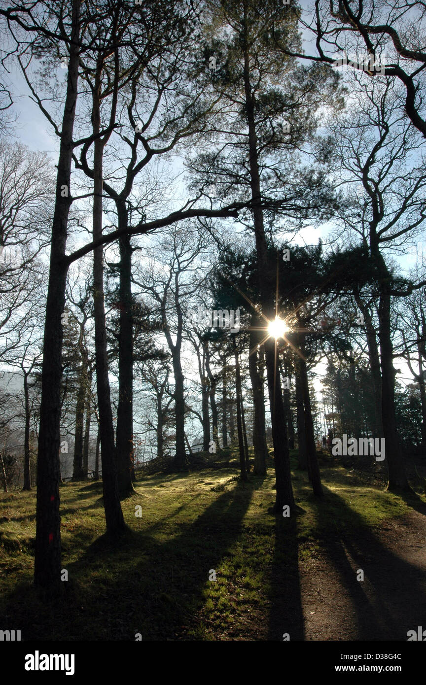 Trees with sun behind, forest, fresh air, vacation, holiday, evening ...