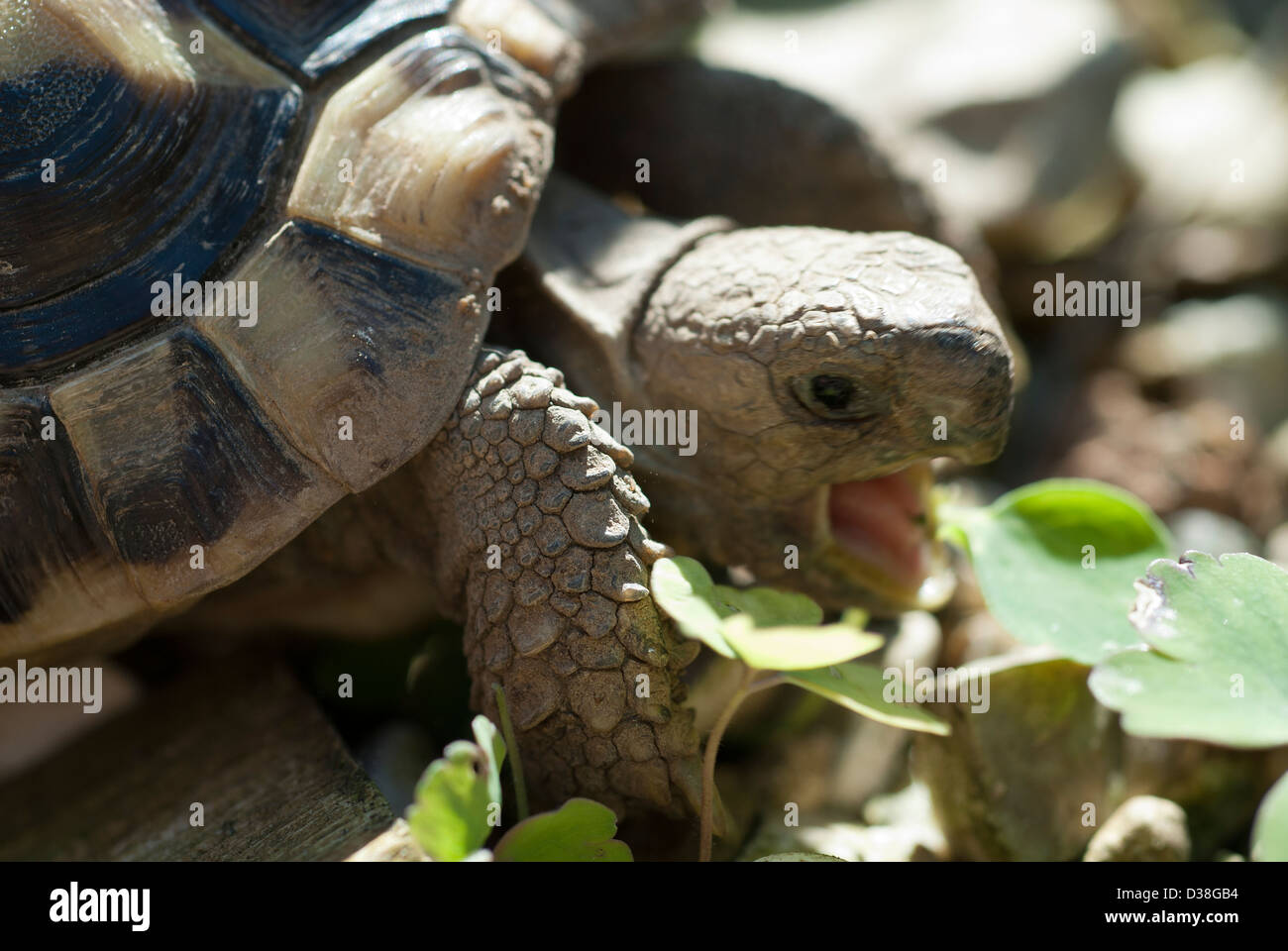 Herman's Tortoise eating Stock Photo - Alamy