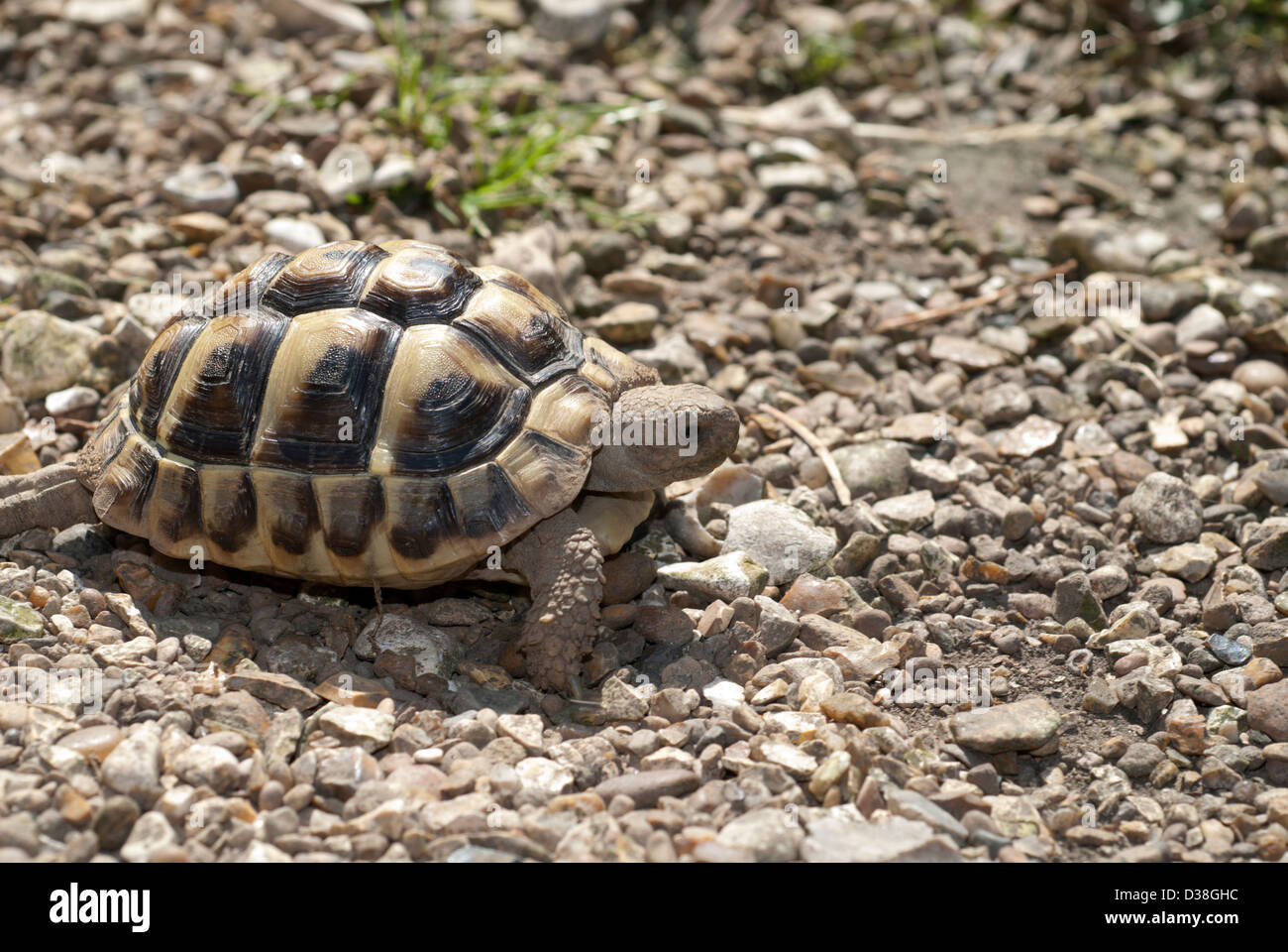 Herman's tortoise hi-res stock photography and images - Alamy