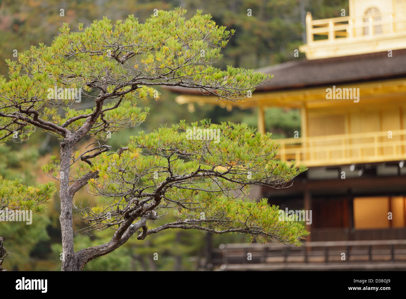 pine tree in Kinkakuji temple park, the golden pavilion in Kyoto, Japan ...