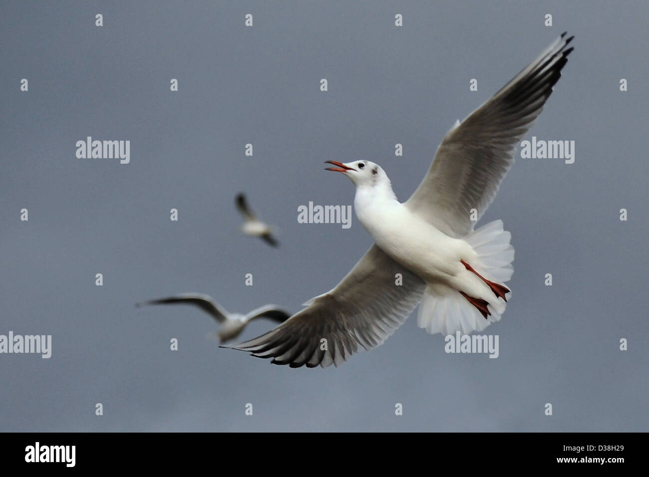 Flying white bird with widespread wings Stock Photo - Alamy