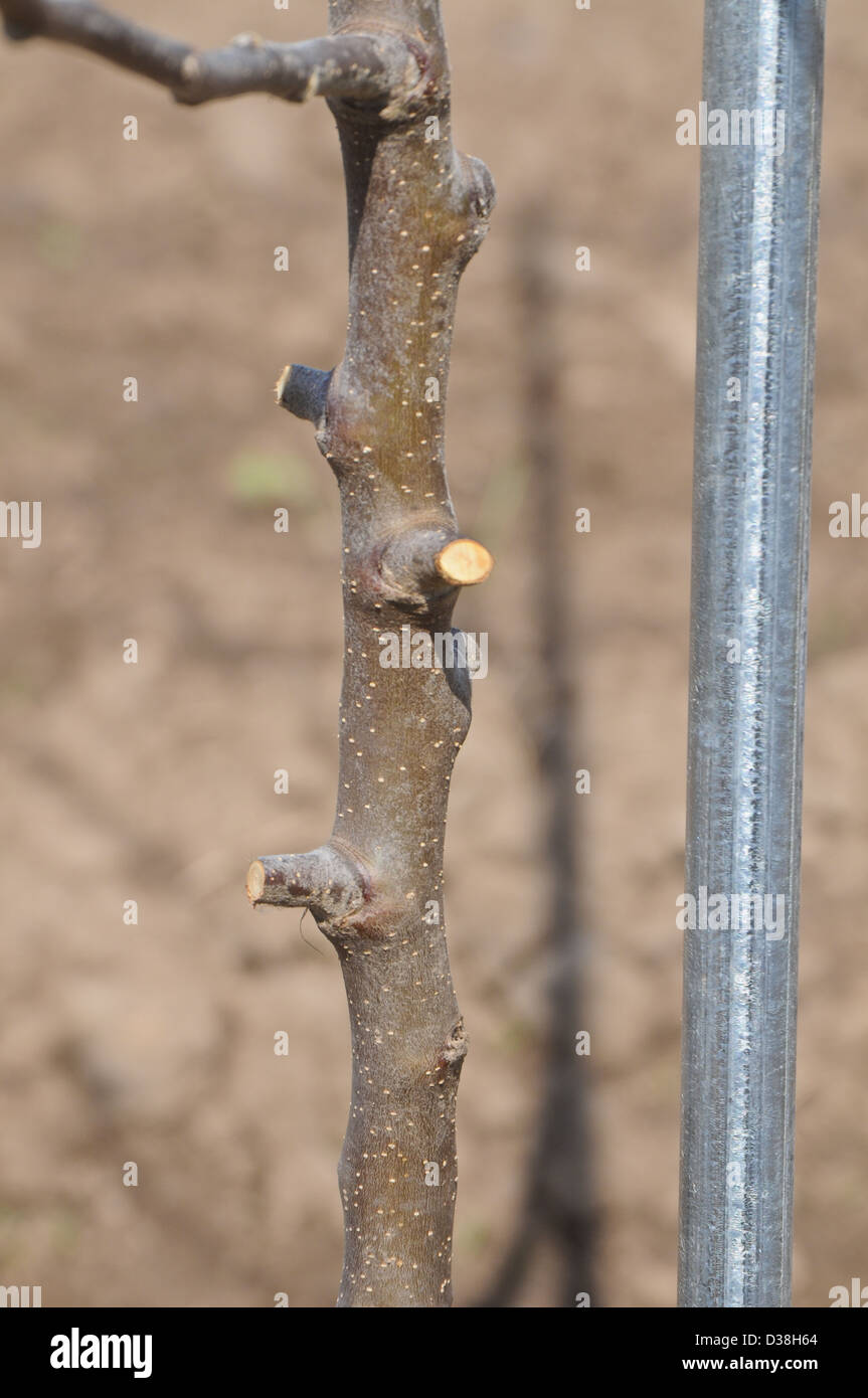 Punning cut to control branch growth of tall spindle apple tree Stock ...