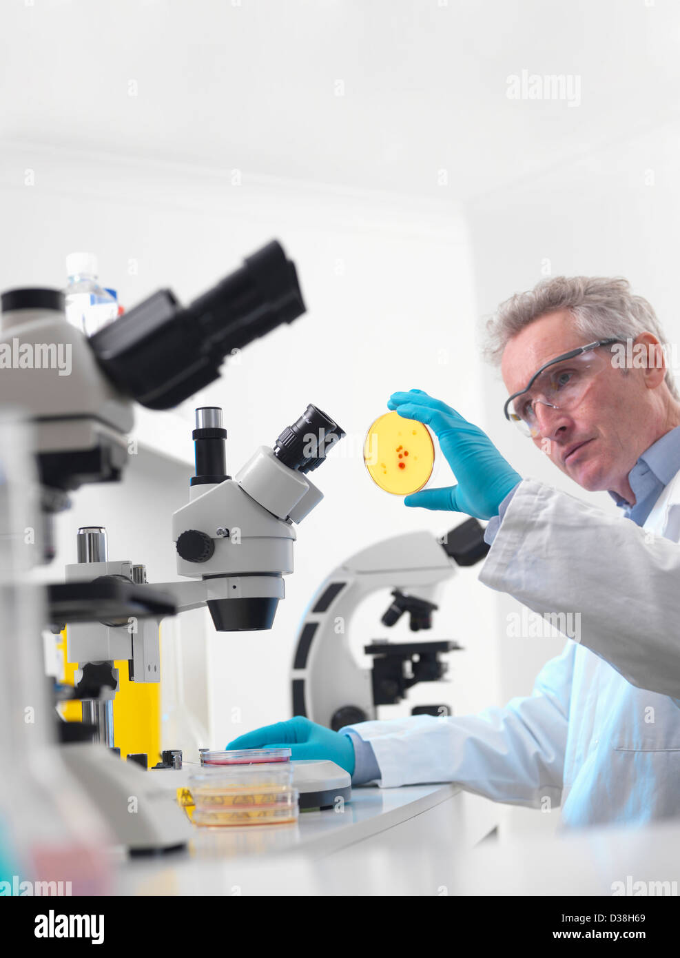 Scientist examining petri dish in lab Stock Photo - Alamy