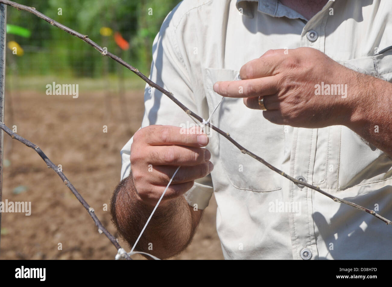 Tying guides to control branch growth of tall spindle apple tree Stock ...