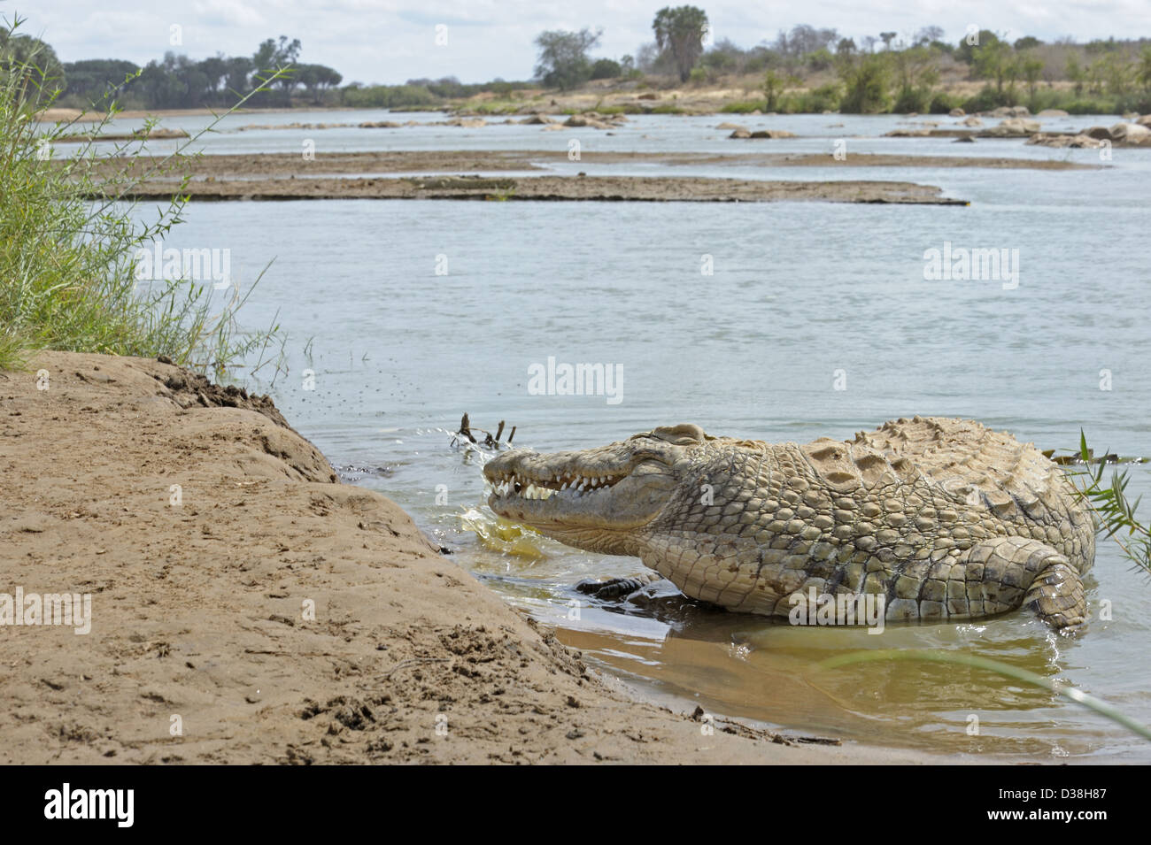 Nile crocodile (Crocodylus niloticus) lying in a river bank in Tsavo ...