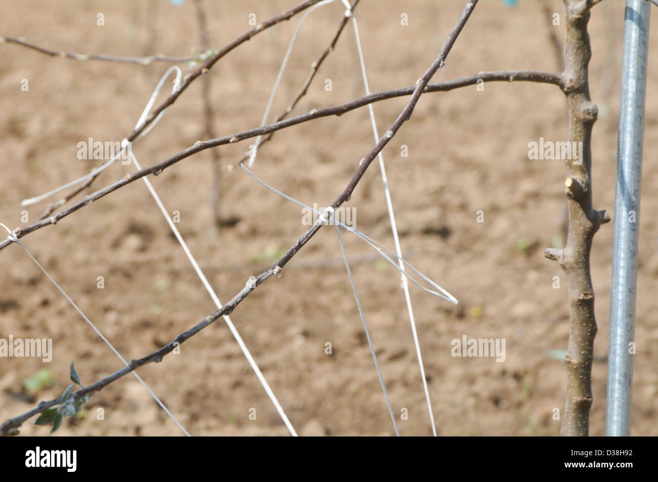 Guides to control branch growth of tall spindle apple tree Stock Photo ...