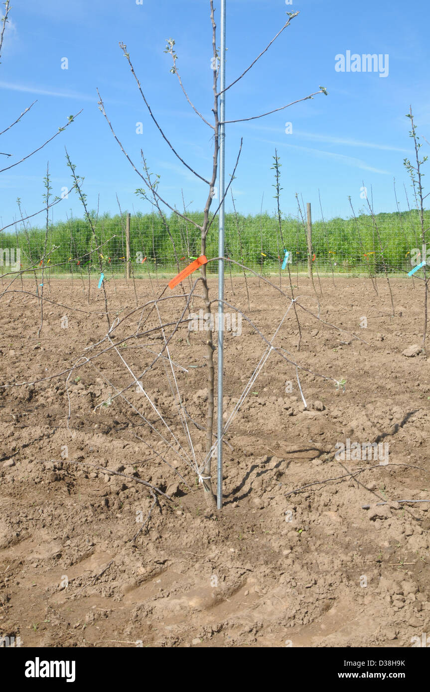 Wire guides to control branch growth of tall spindle apple tree Stock ...