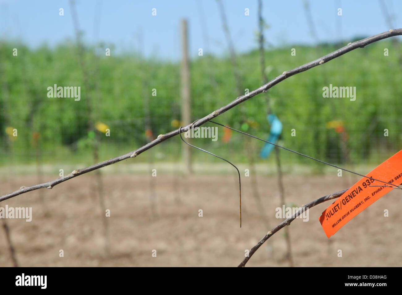 Wire guides to control branch growth of tall spindle apple tree Stock ...