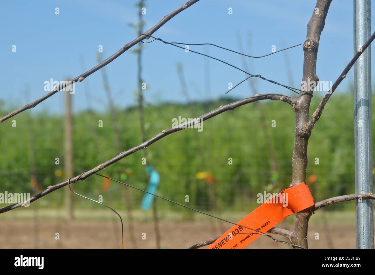 Wire guides to control branch growth of tall spindle apple tree Stock ...