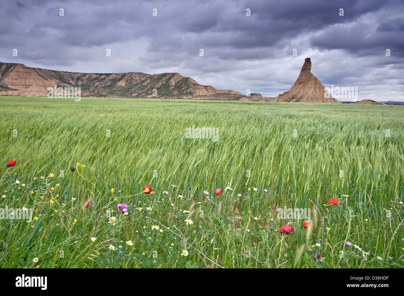 Tall grass blowing in wind Stock Photo - Alamy