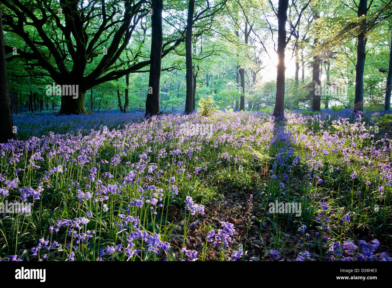 Purple flowers growing on forest floor Stock Photo - Alamy