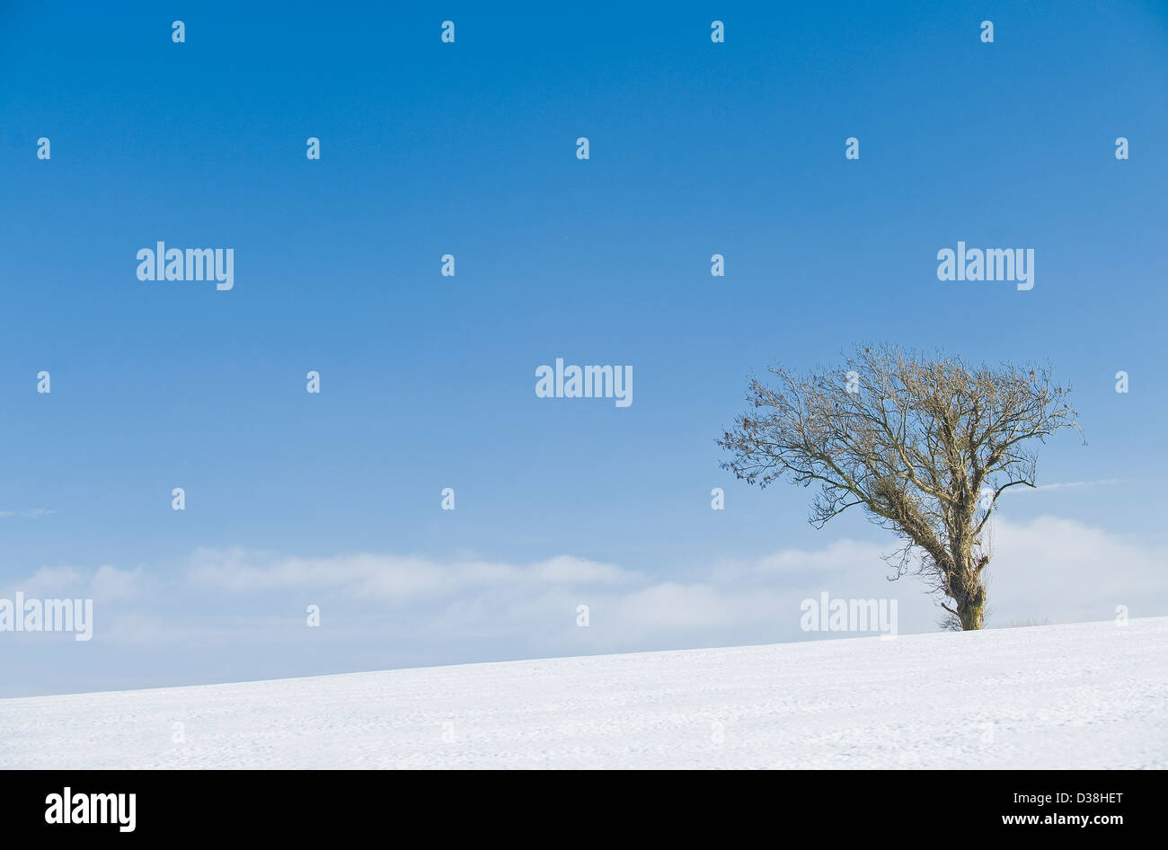 Tree growing in snowy landscape Stock Photo - Alamy