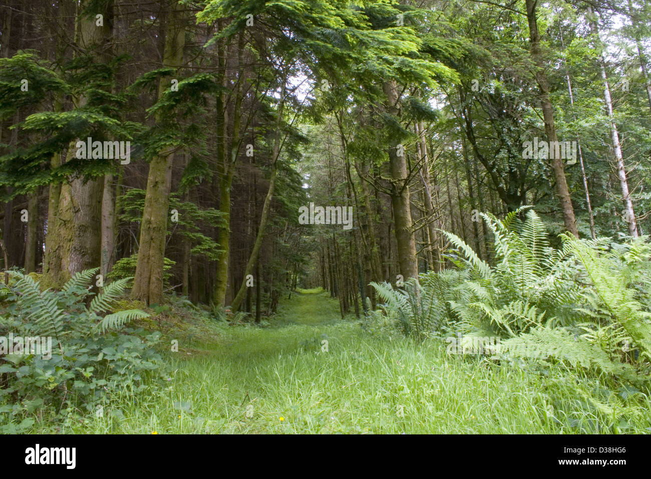 A natural pathway through a forest Stock Photo - Alamy