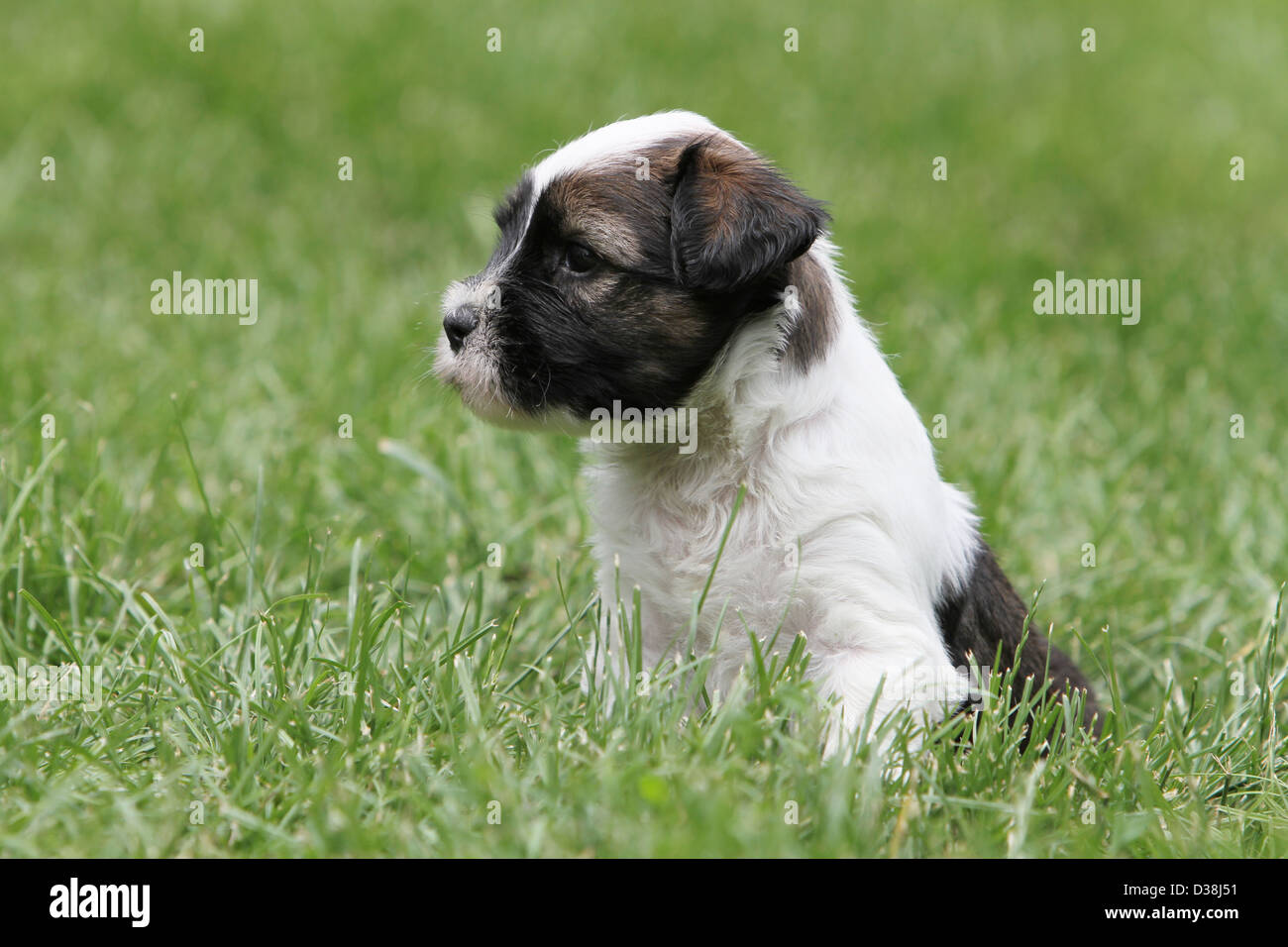 Dog Tibetan Terrier / Tsang Apso puppy sitting in a meadow Stock Photo ...