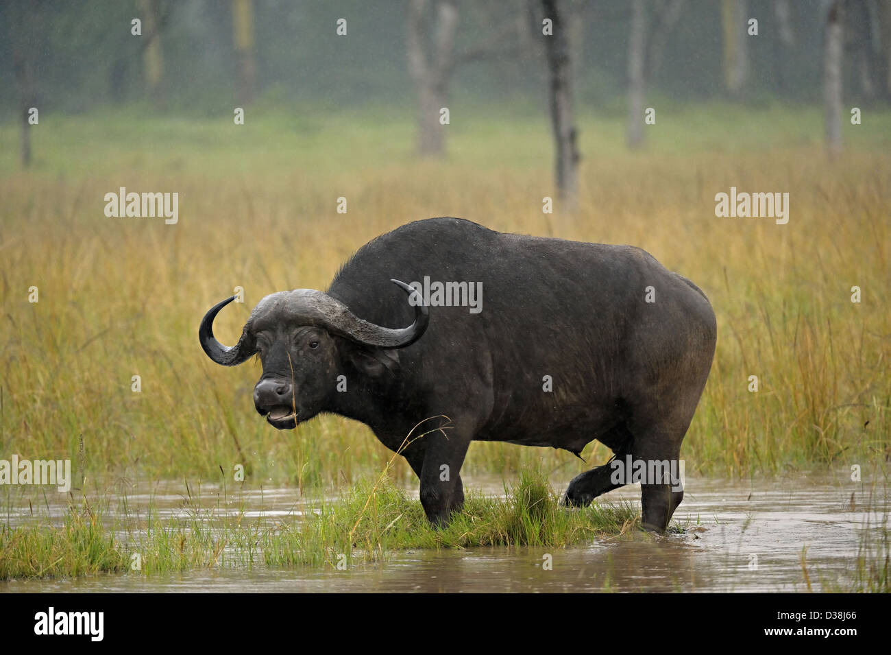 Buffalo in rain hi-res stock photography and images - Alamy