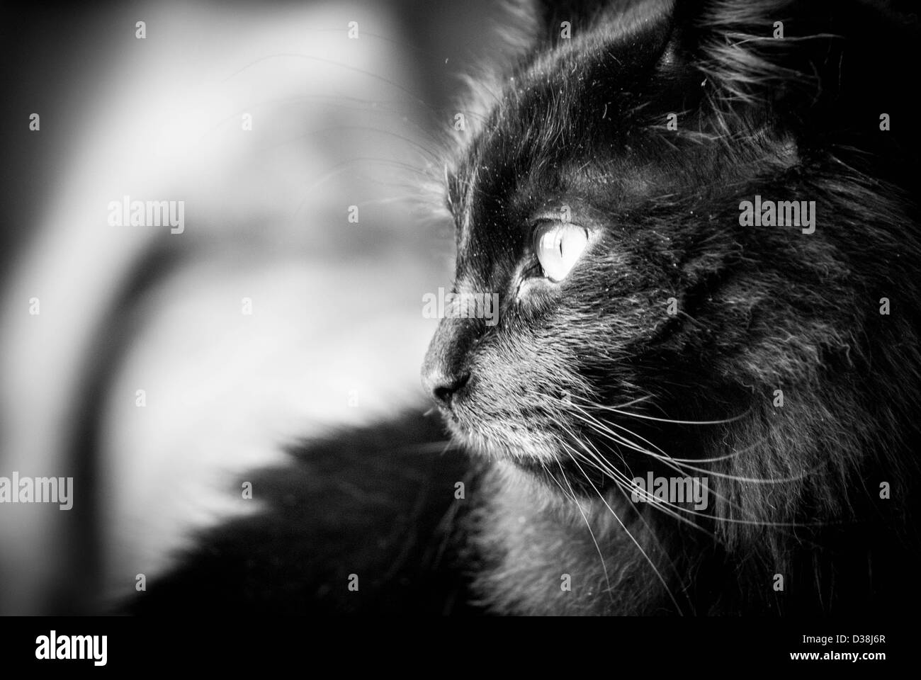 Determined cat hi-res stock photography and images - Alamy