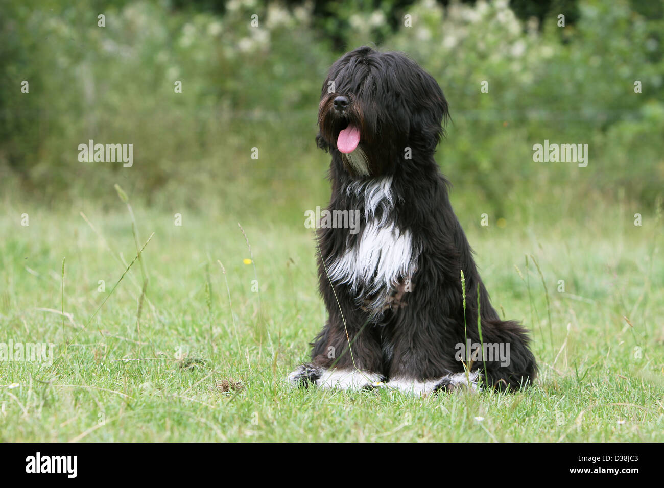 Dog Tibetan Terrier / Tsang Apso puppy sitting in a meadow Stock Photo ...