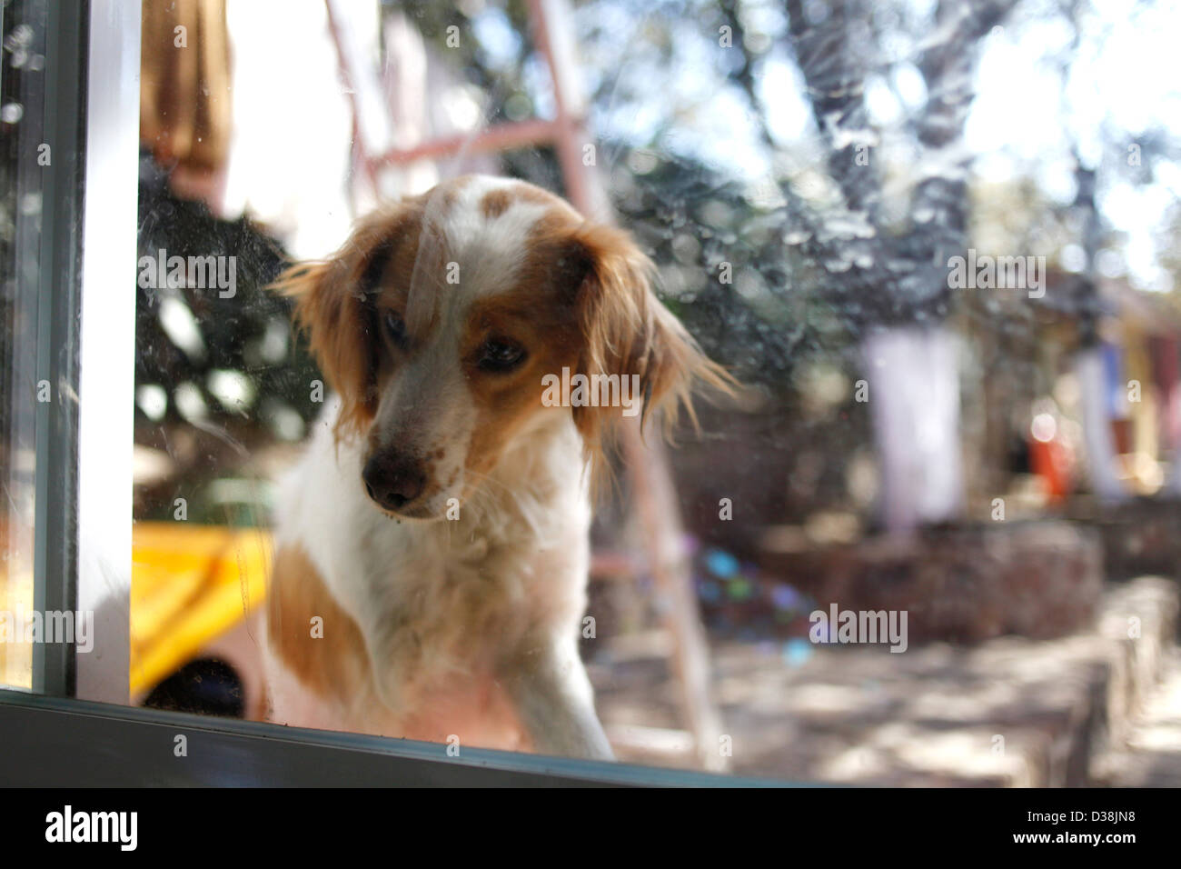 Dog through window hi-res stock photography and images - Alamy