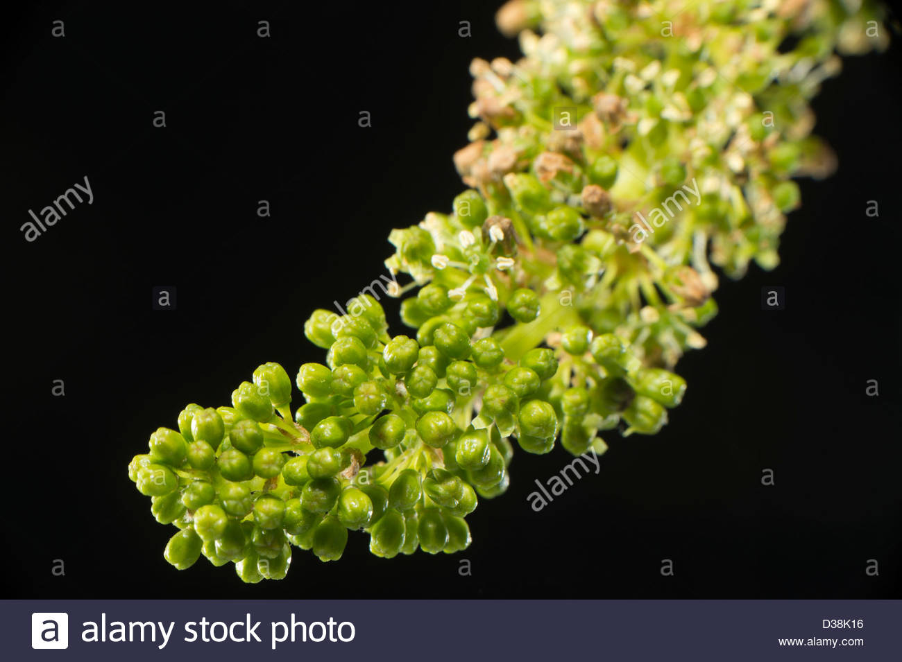 Vegetative Stock Photos & Vegetative Stock Images - Alamy