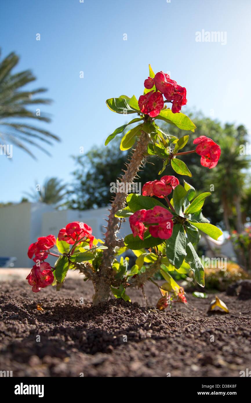 A cactus with red flowers on Fuerteventura Stock Photo - Alamy