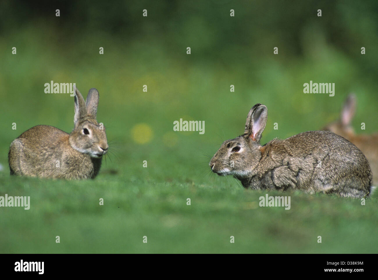 RABBIT Oryctolagus cuniculus Stock Photo - Alamy