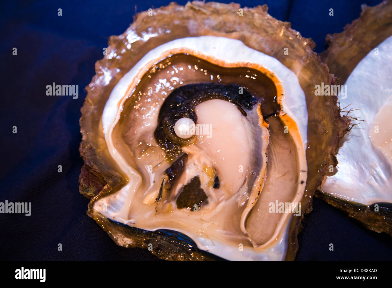 This just opened pearl shell raised on the Paspaley Pearl Farm in ...
