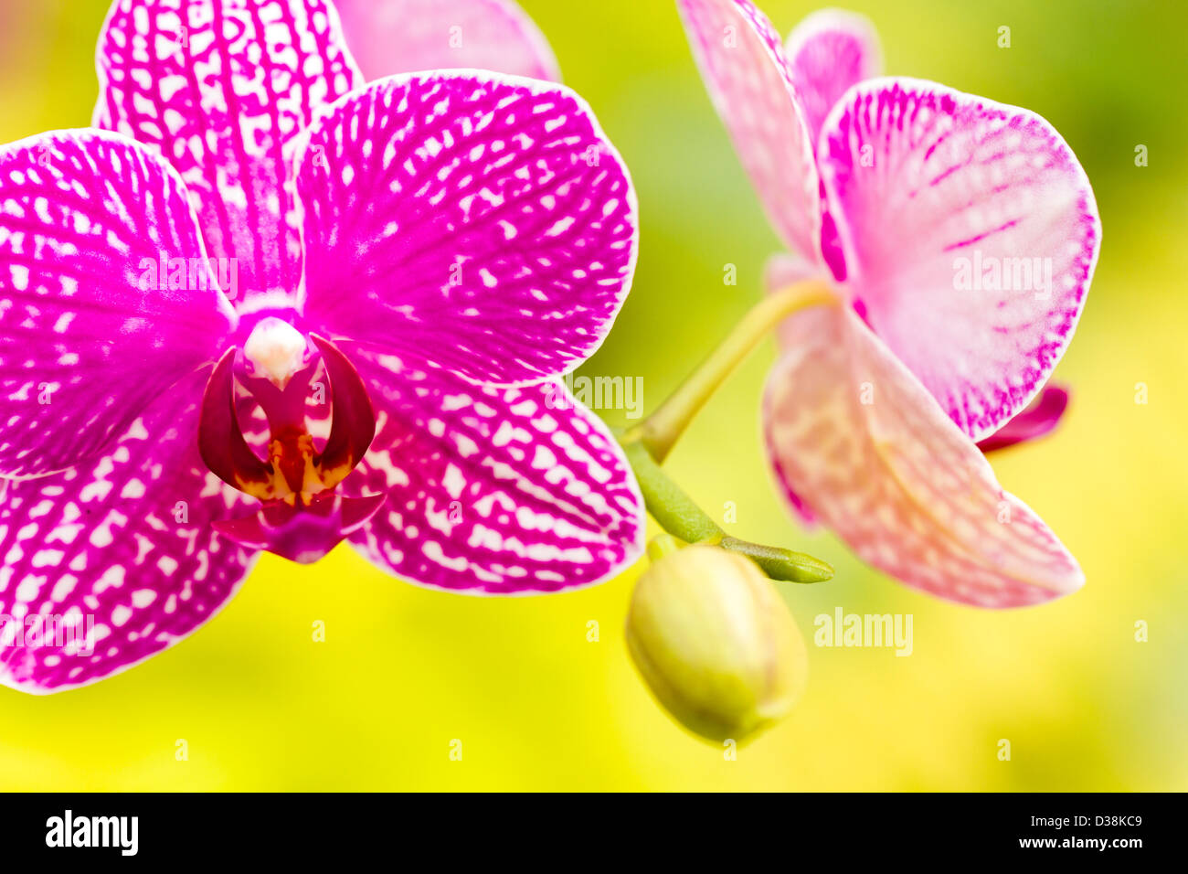 Close up of colorful orchid plants in full blossom Stock Photo - Alamy