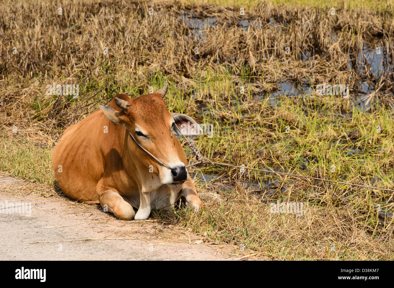 Cow on grass in the nature or in the farm Stock Photo - Alamy