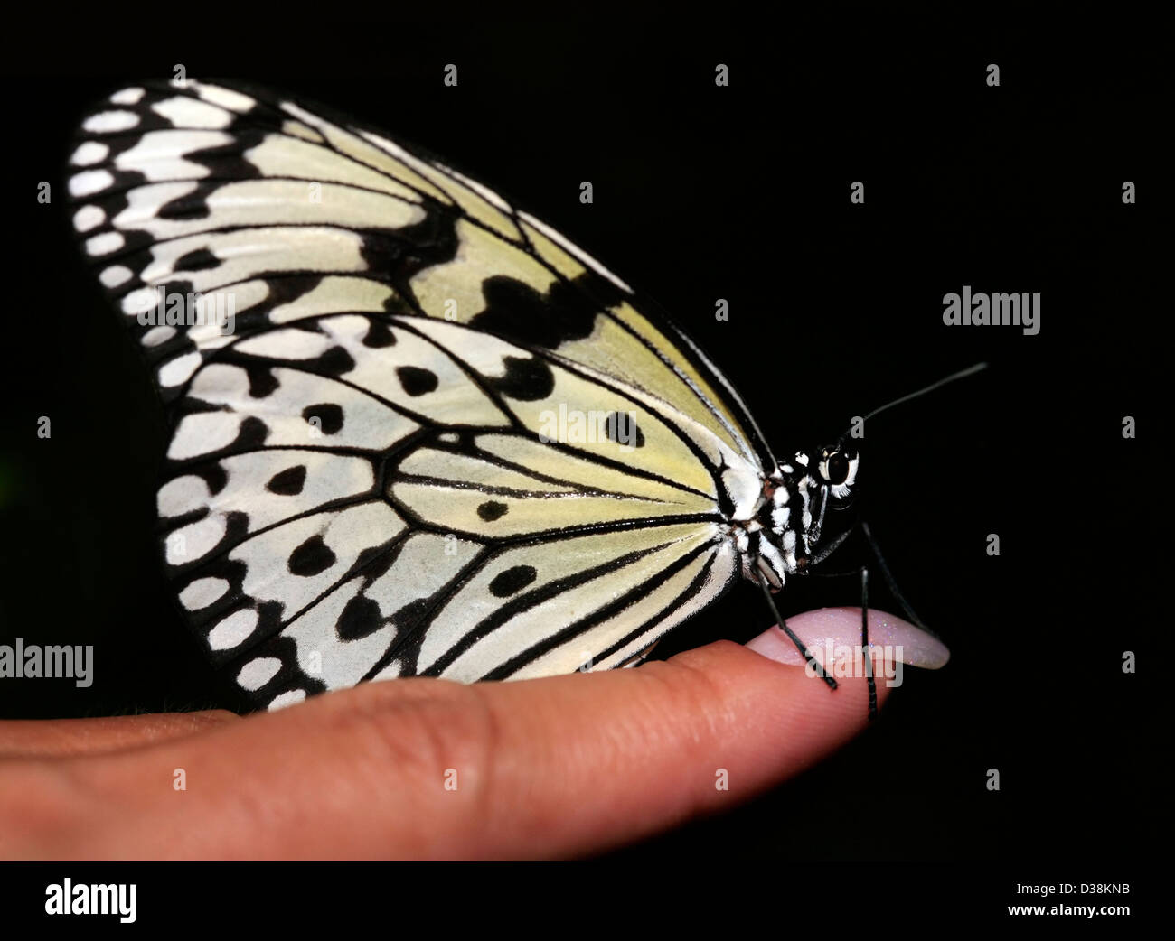 The butterfly on a female finger isolated in black Stock Photo - Alamy