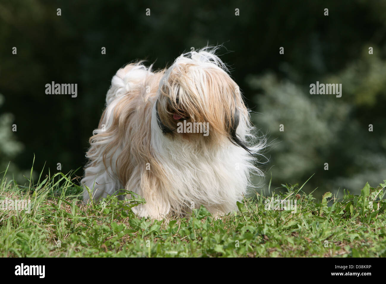 Dog Tibetan Terrier / Tsang Apso adult standing in a meadow Stock Photo ...