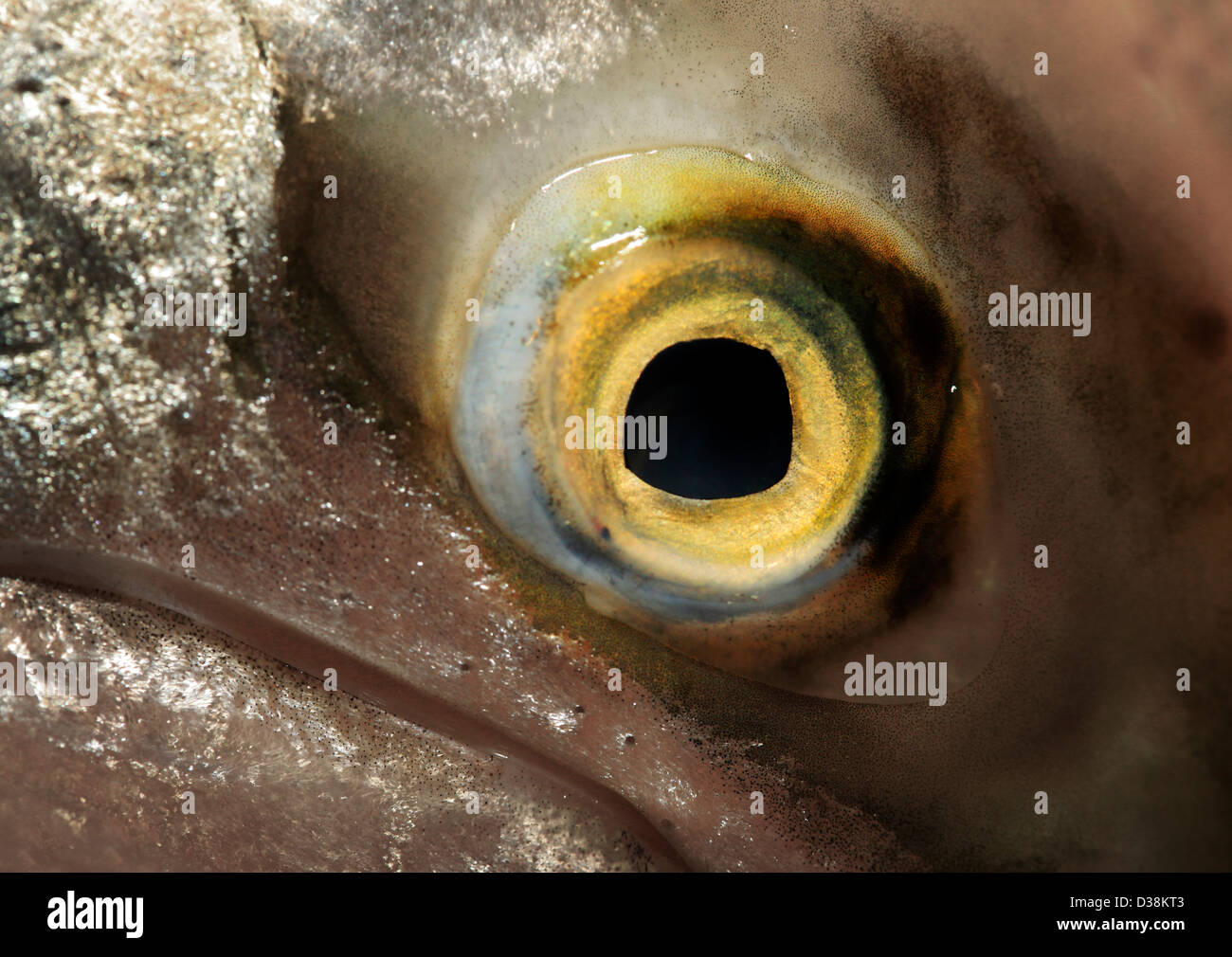 Iceland sea trout hi-res stock photography and images - Alamy