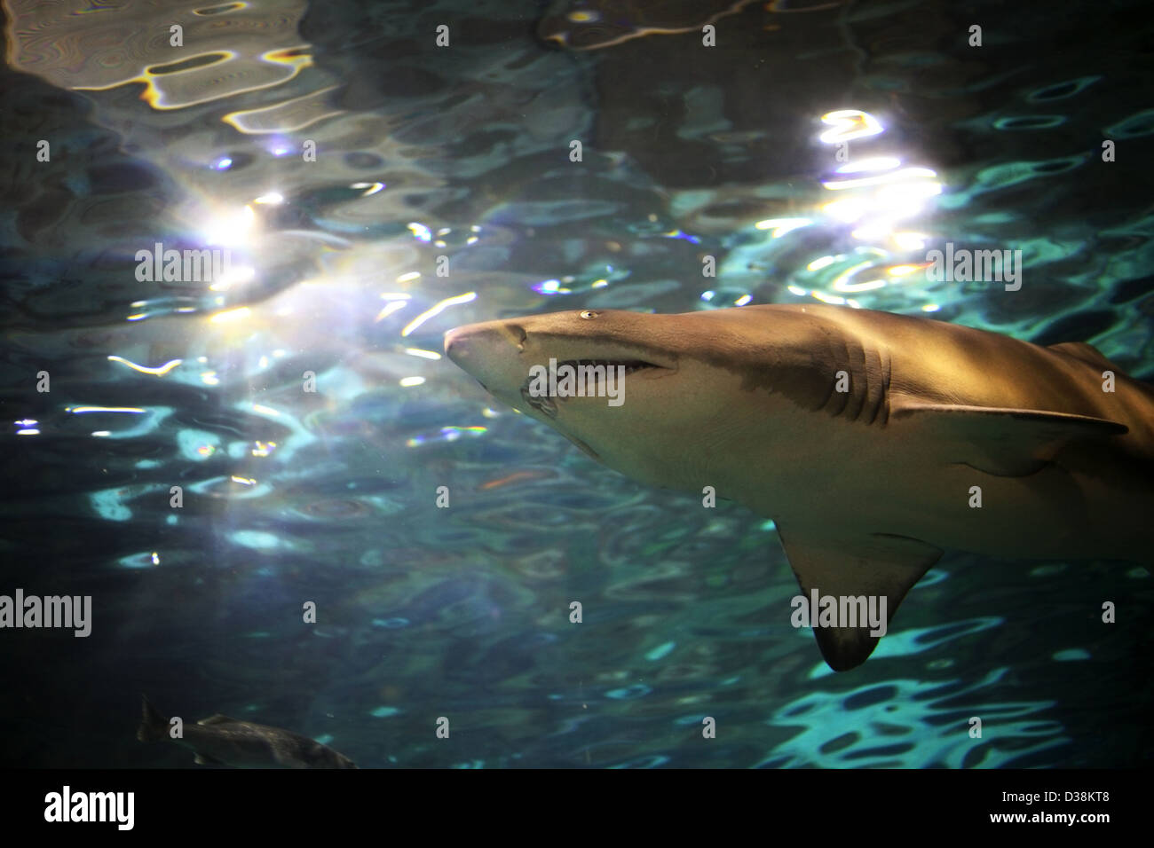 A grey shark swimming underwater. Sunbeams are shining down through the ...