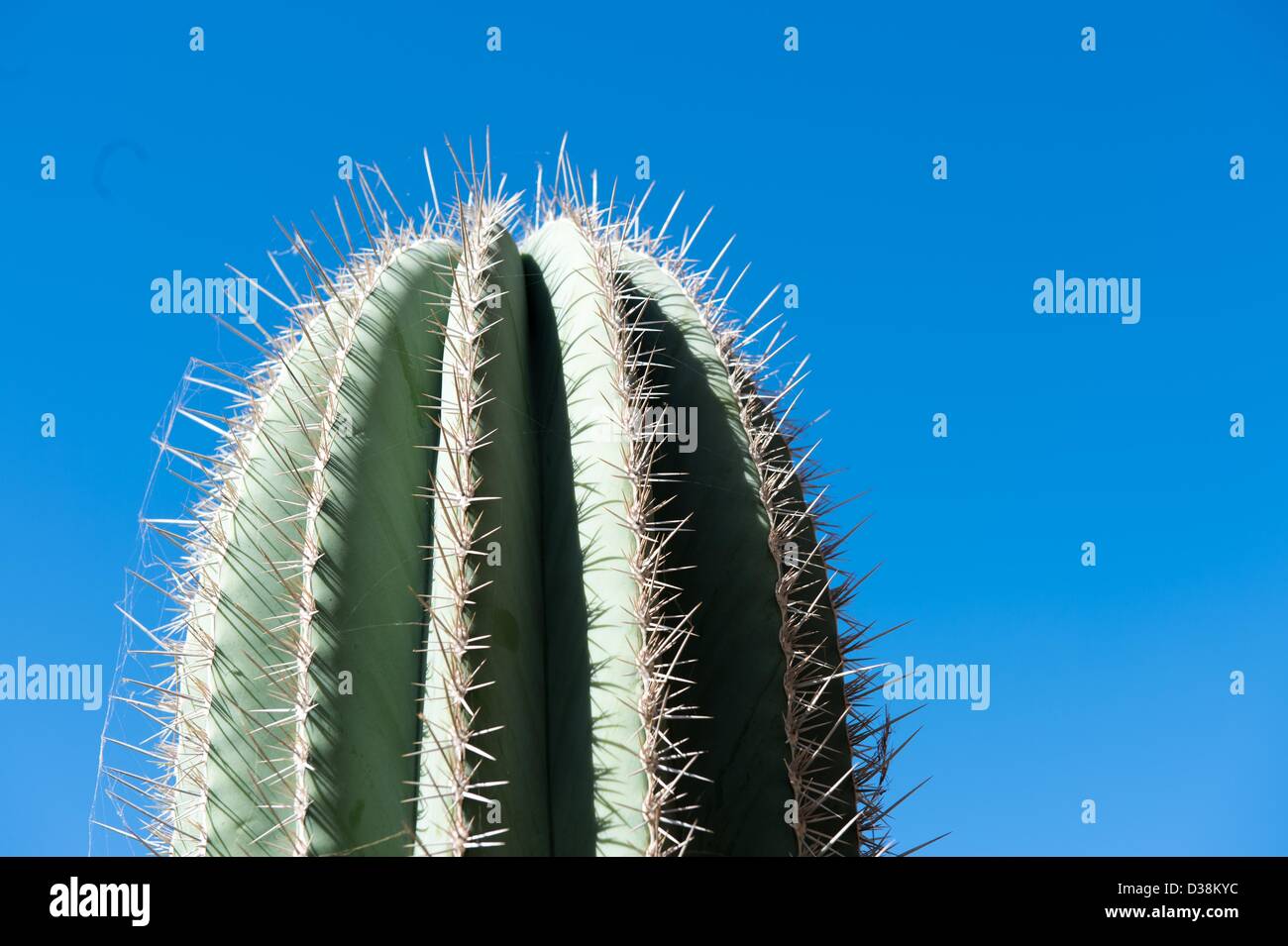 A cactus with Fuerteventura Stock Photo - Alamy