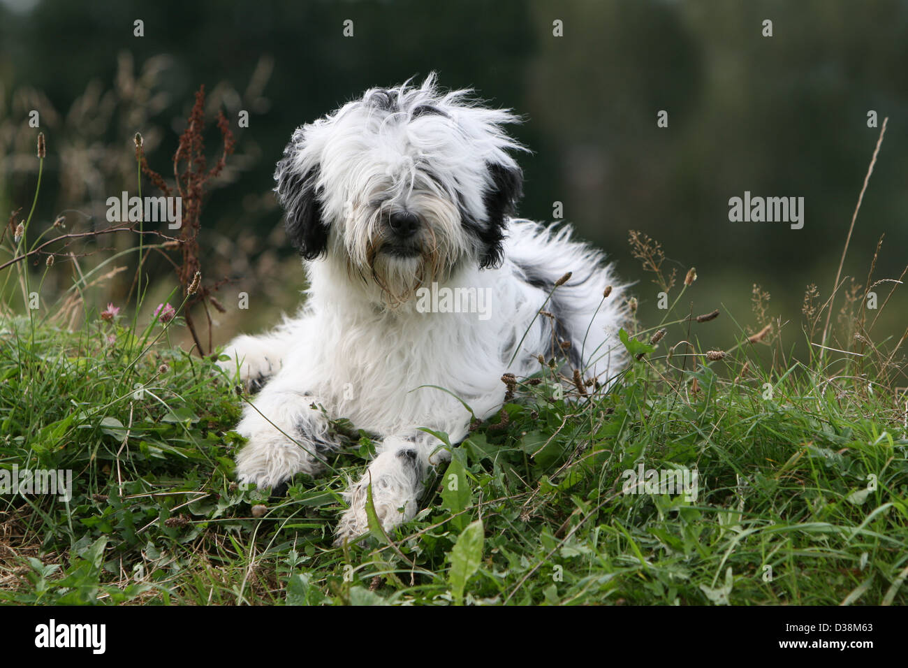 Dog Tibetan Terrier / Tsang Apso puppy lying in a meadow Stock Photo ...