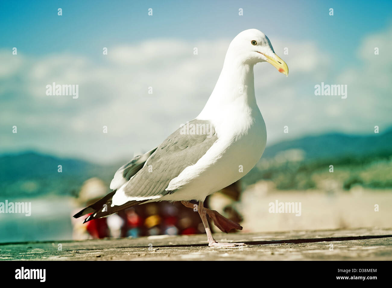 Seagull surf hi-res stock photography and images - Alamy