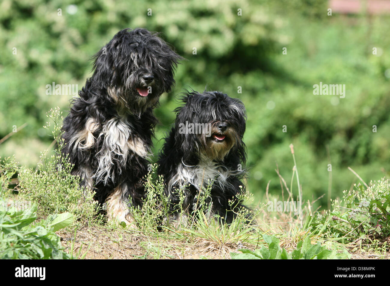 Dog Tibetan Terrier / Tsang Apso adult and puppy sitting in a meadow ...