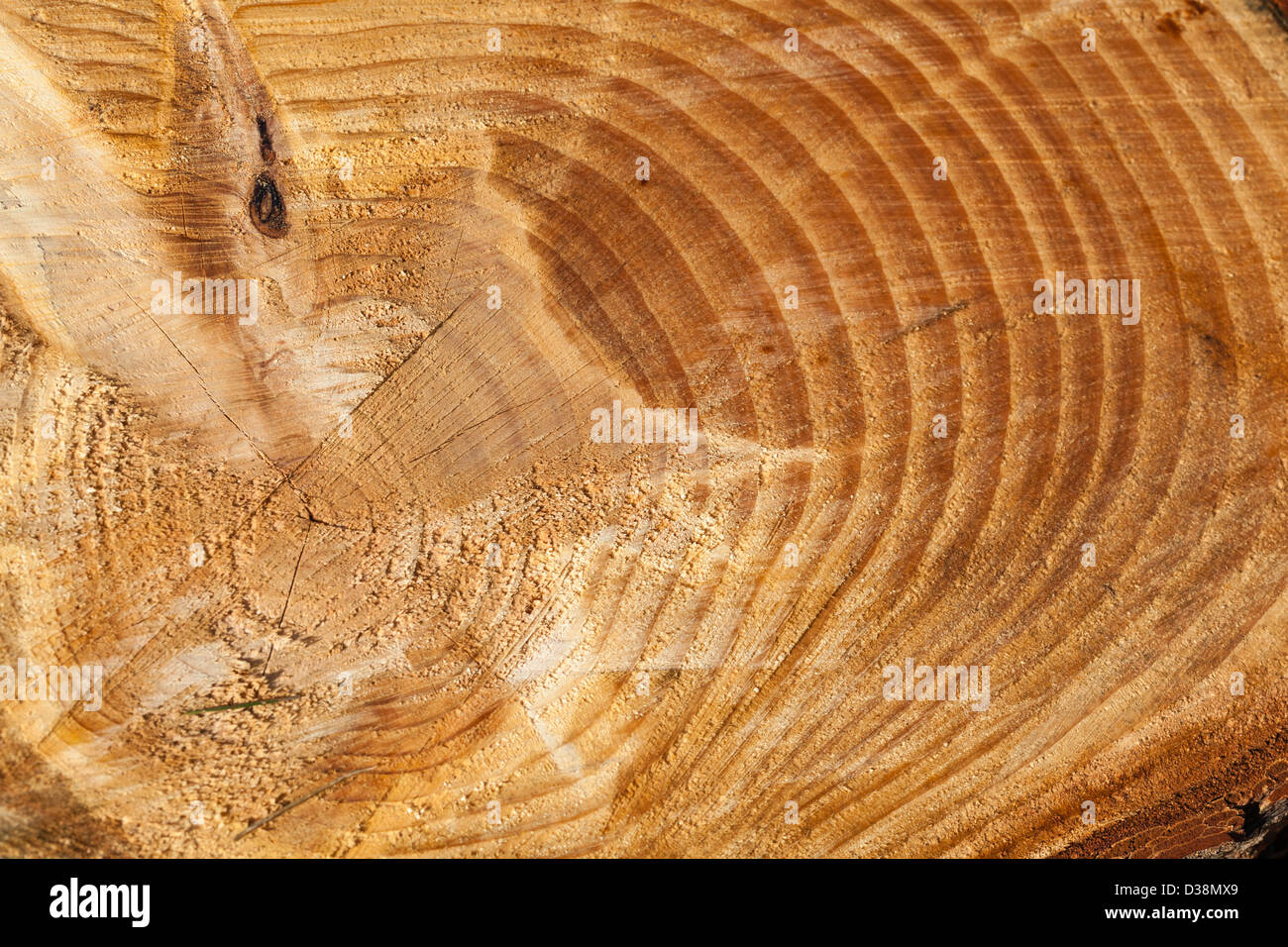 Patterns created on logs chopped in a log pile on Wimbledon Common ...