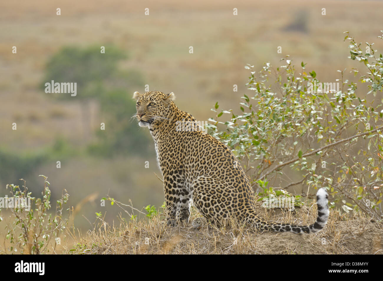 African Leopard (Panthera pardus pardus) in the grasslands of Masai ...