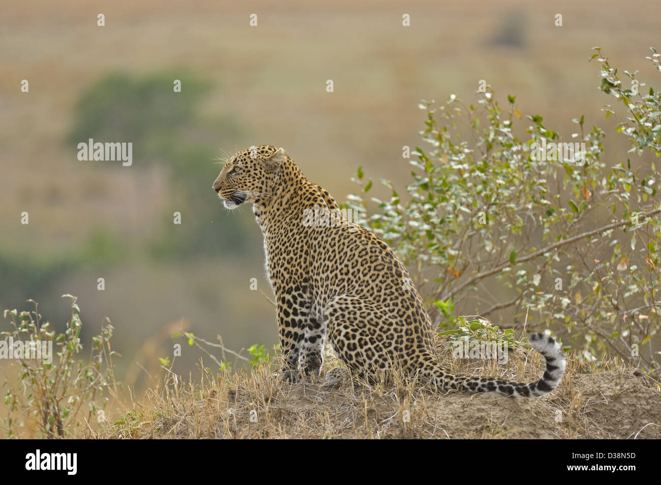 African Leopard (Panthera pardus pardus) in the grasslands of Masai ...