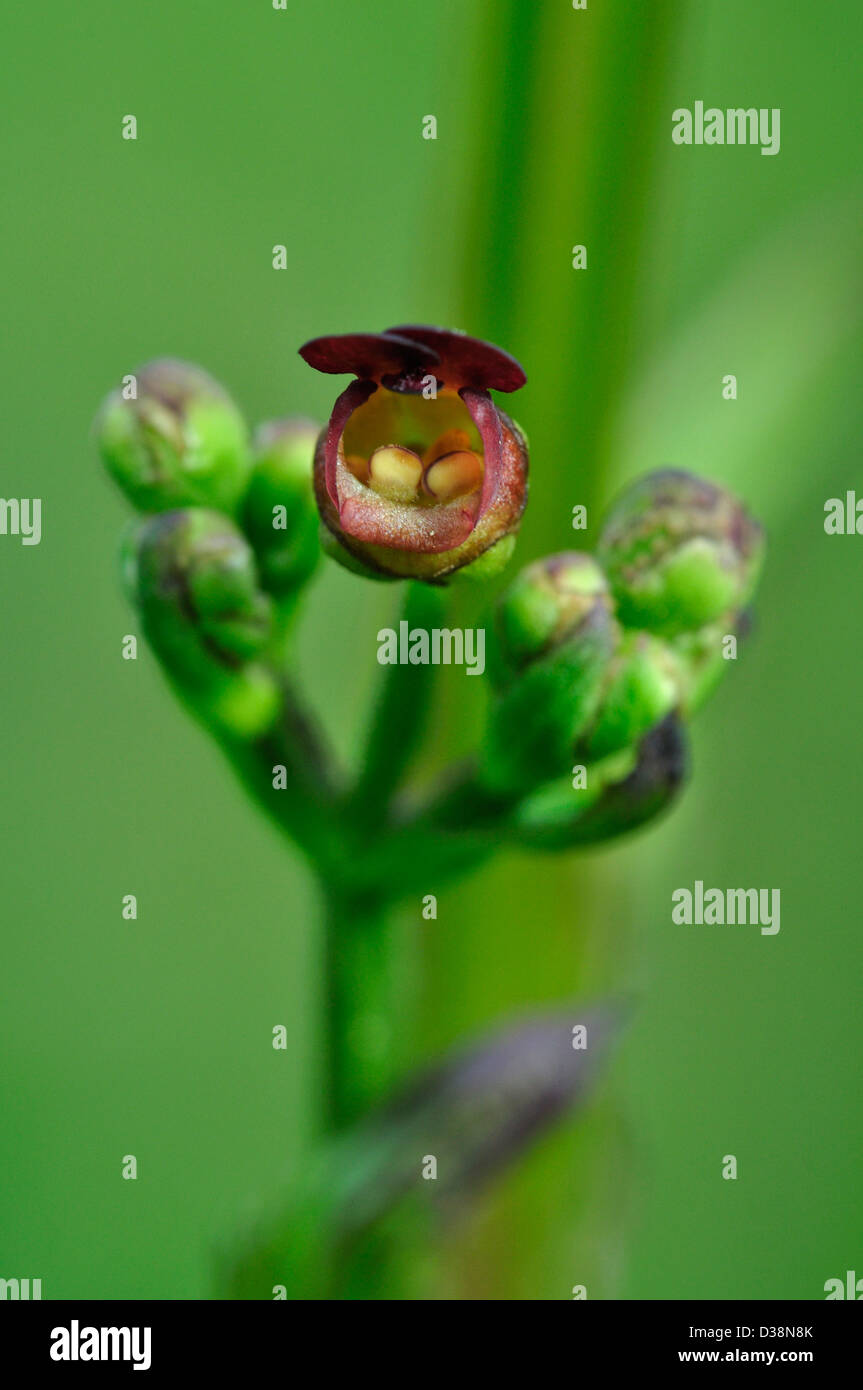 Figwort hi-res stock photography and images - Alamy