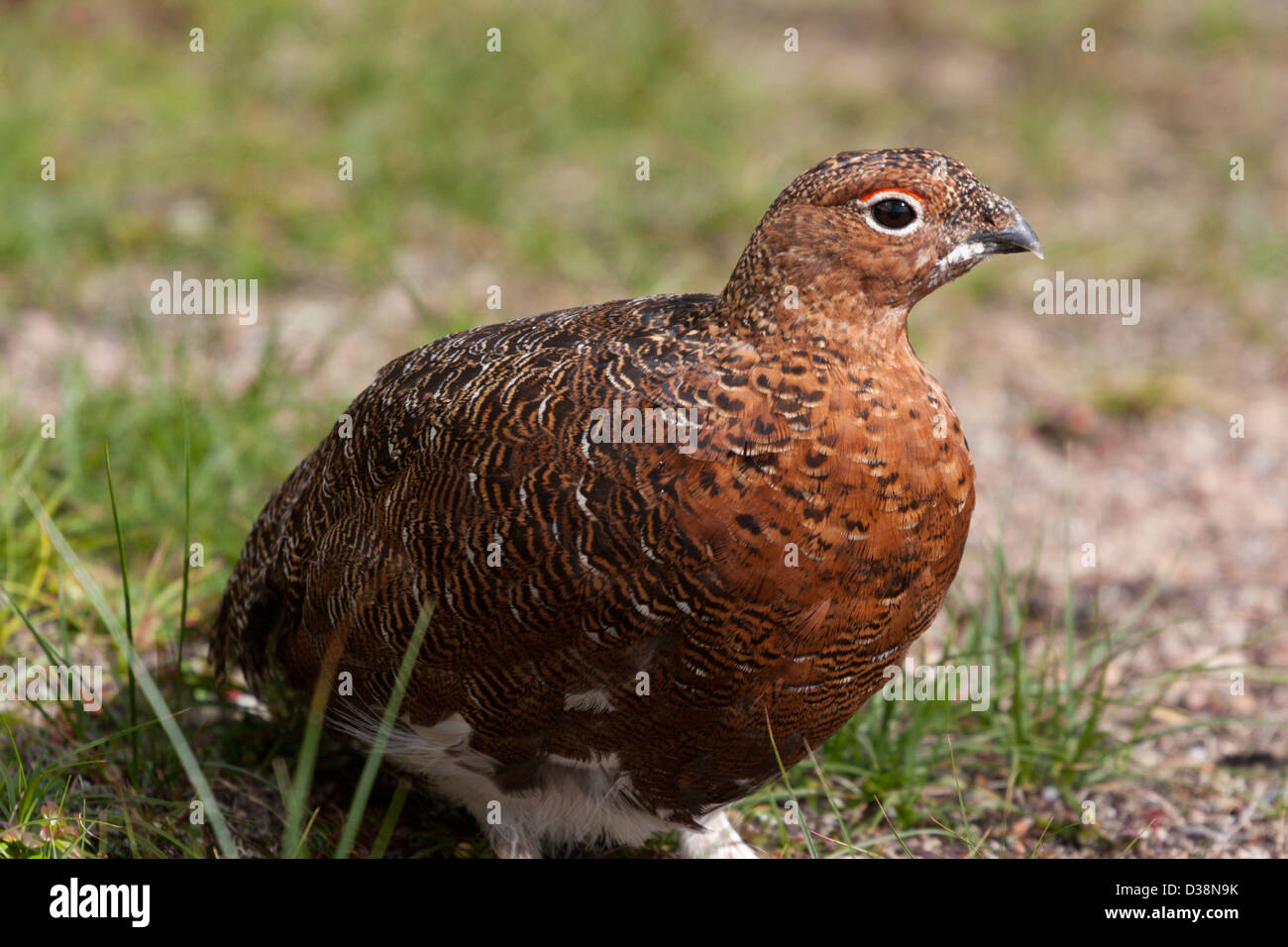 ptarmigan arctic bird summer plumage feathers camouflage hen Stock ...