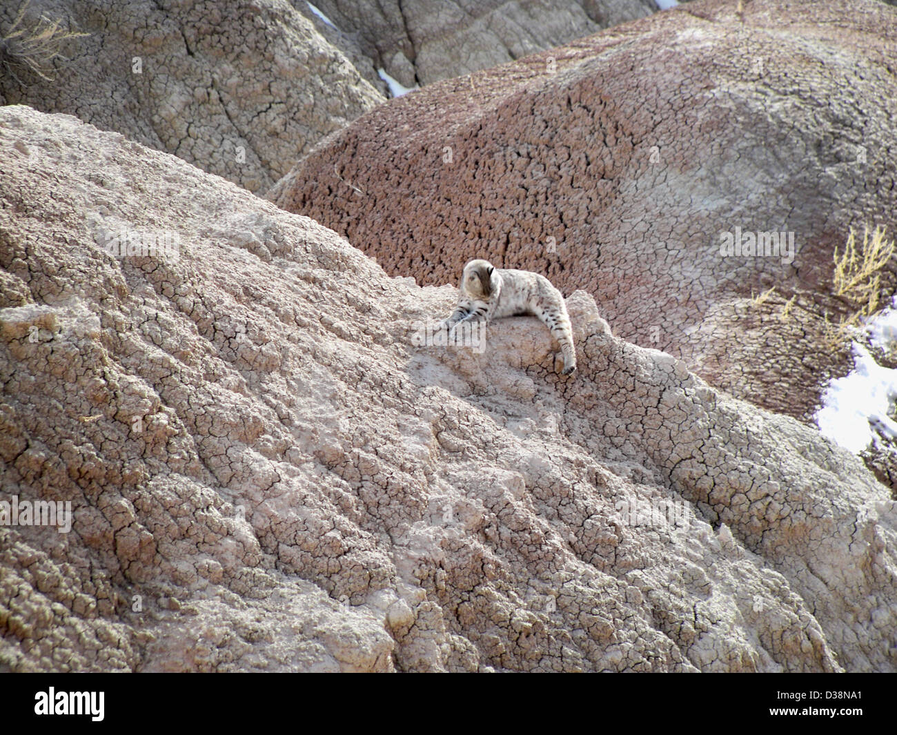Bobcats, a native predator, are part of the diverse wildlife in ...