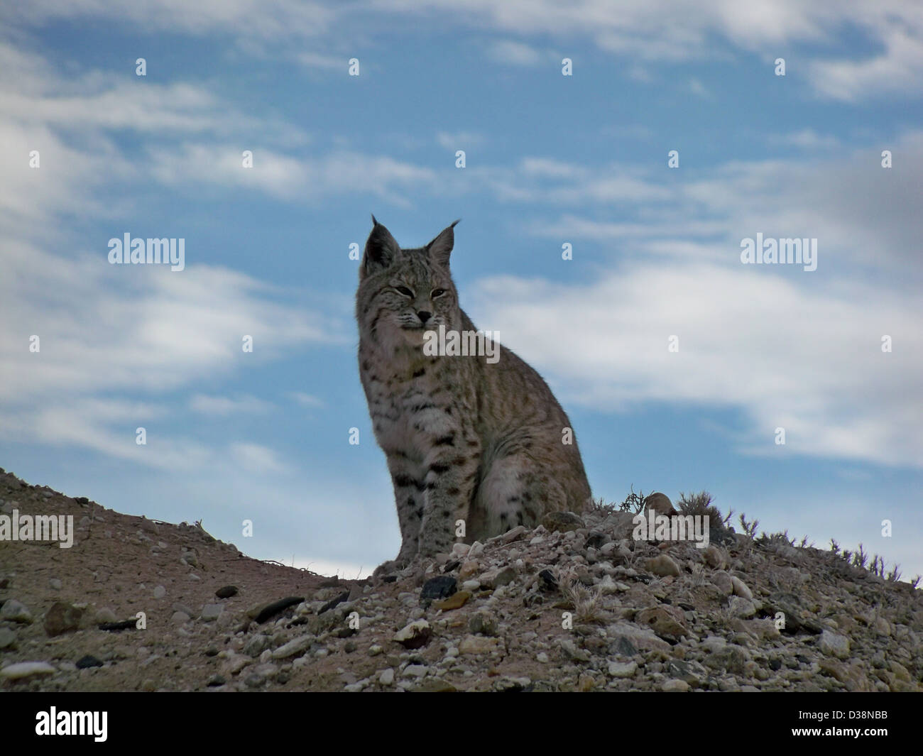 A bobcat sighting in Badlands National Park, South Dakota, showcases ...