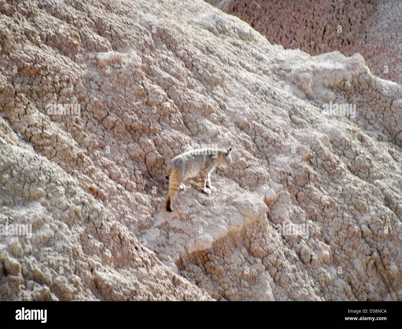 The bobcat is a native species in Badlands National Park, South Dakota ...