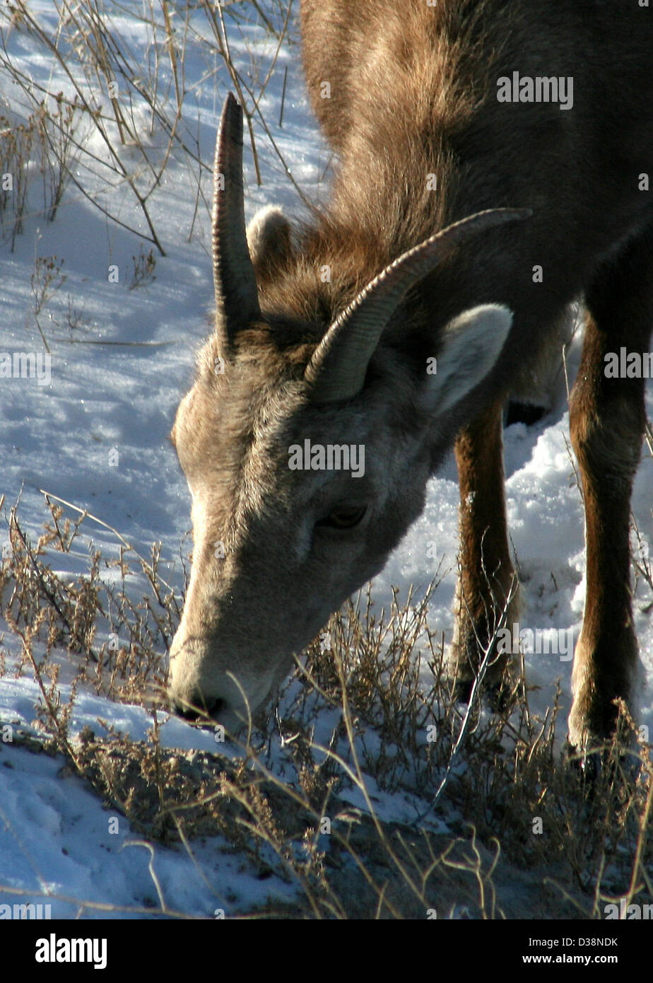 Bighorn sheep roam the rugged terrain of Badlands National Park in ...